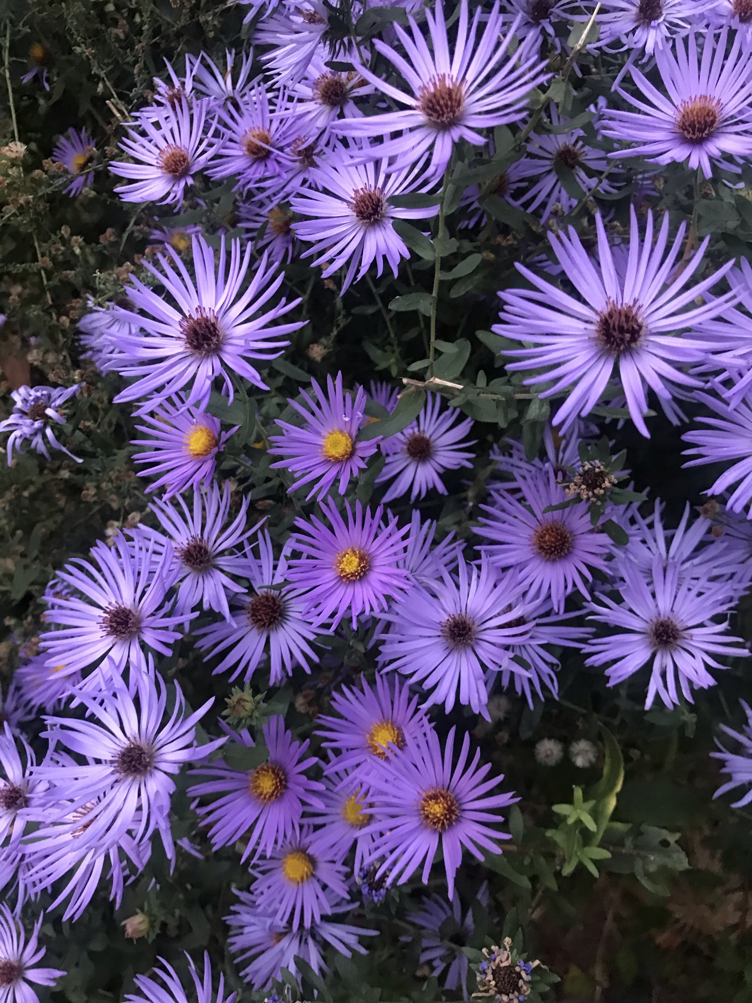 Drought Tolerant Native Plants in the Garden – Gardening with My Homi